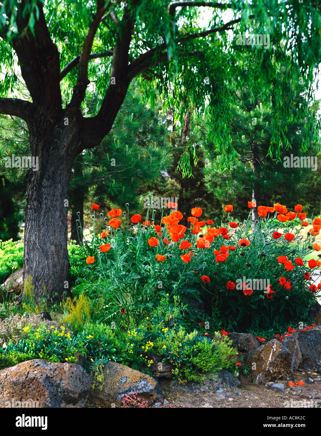 Poppies bloom under an oak tree in a Southern Garden in the USA Stock ...