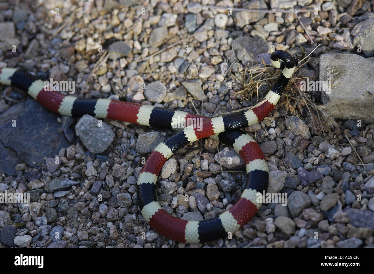 Sonoran Western coralsnake Micruroides euryxanthus Venomous dangerous ...