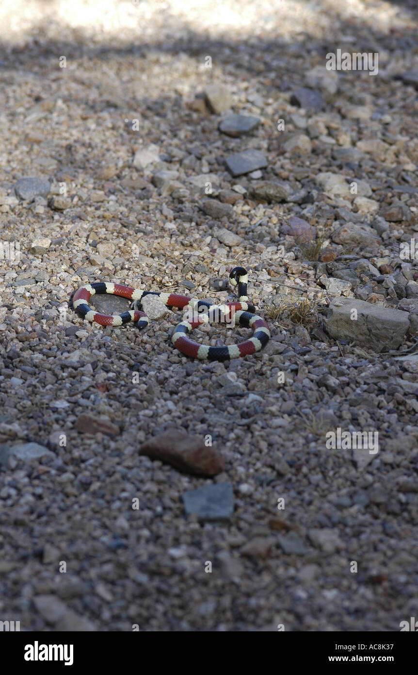 Sonoran Western coralsnake Micruroides euryxanthus Venomous dangerous ...