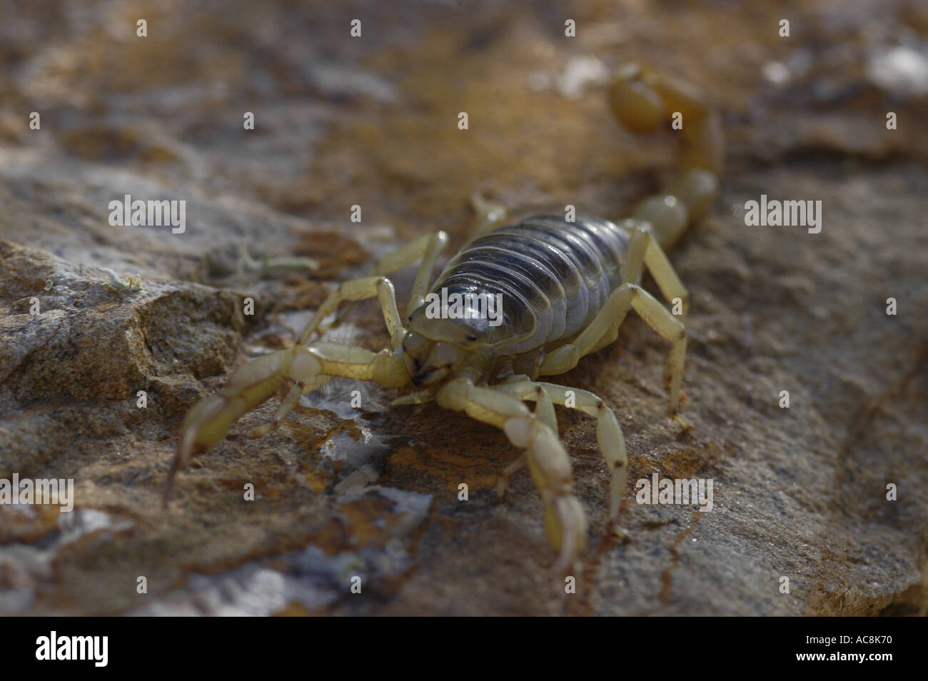 Giant hairy scorpion Hadrurus arizonensis Low desert scrub habitat Yuma ...