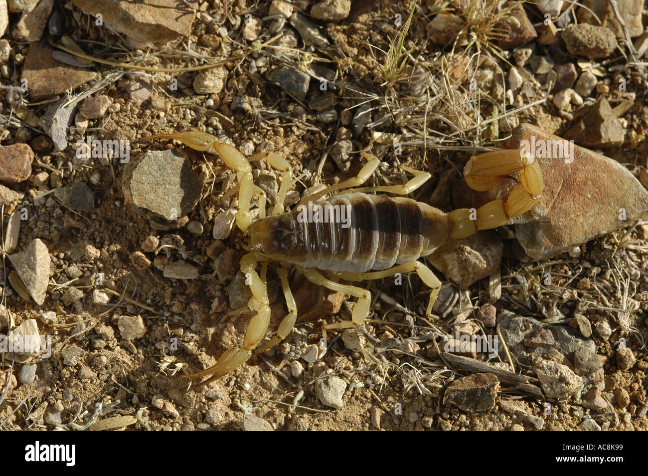 Giant hairy scorpion Hadrurus arizonensis Low desert scrub habitat Yuma ...