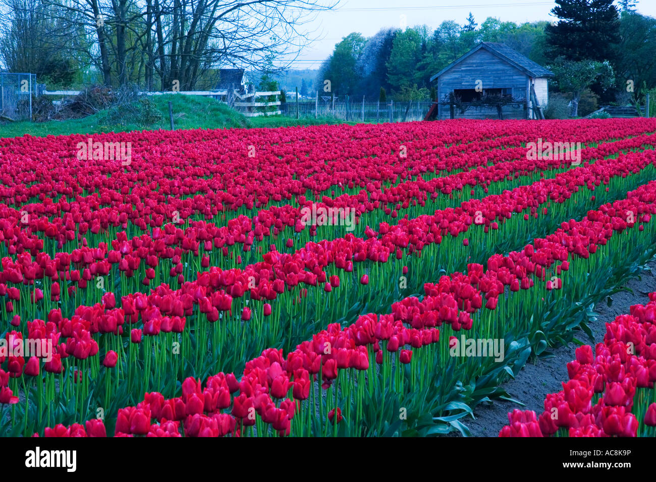 Fields of red tulips at the Skagit Valley Tulip Festival in Mount ...