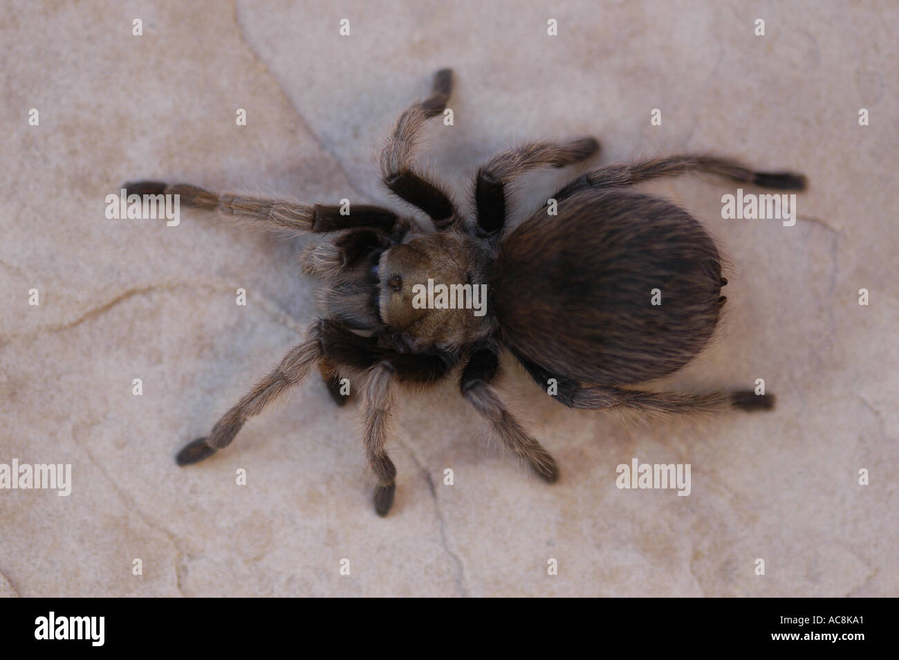 Desert Blond Tarantula Aphonopelma chalcodes Tucson Arizona United ...