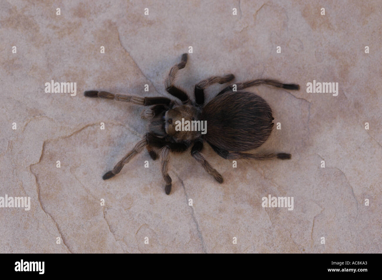 Desert Blond Tarantula Aphonopelma chalcodes Tucson Arizona United ...