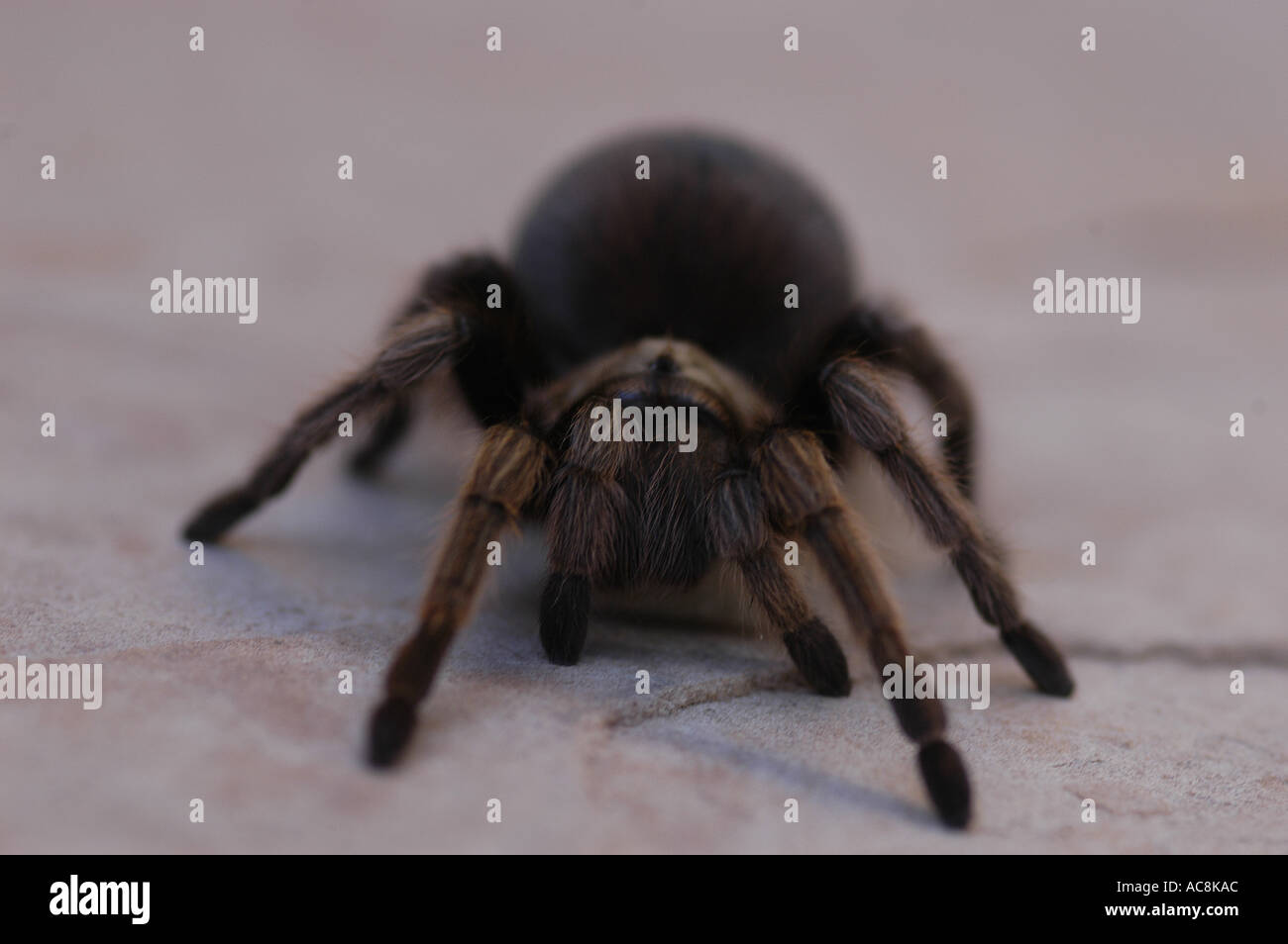 Desert Blond Tarantula Aphonopelma chalcodes Tucson Arizona United ...