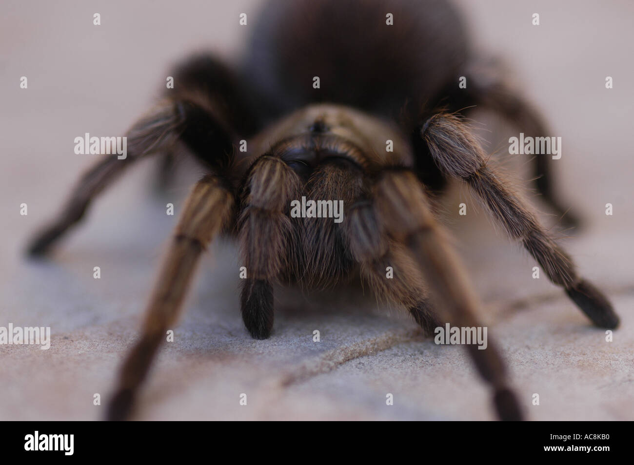 Desert Blond Tarantula Aphonopelma chalcodes Tucson Arizona United ...
