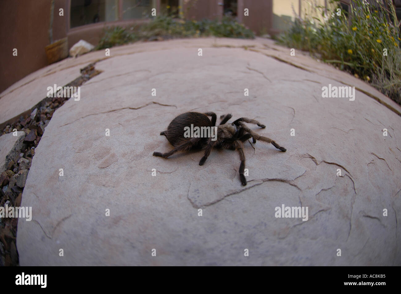 Desert Blond Tarantula Aphonopelma chalcodes Tucson Arizona United ...