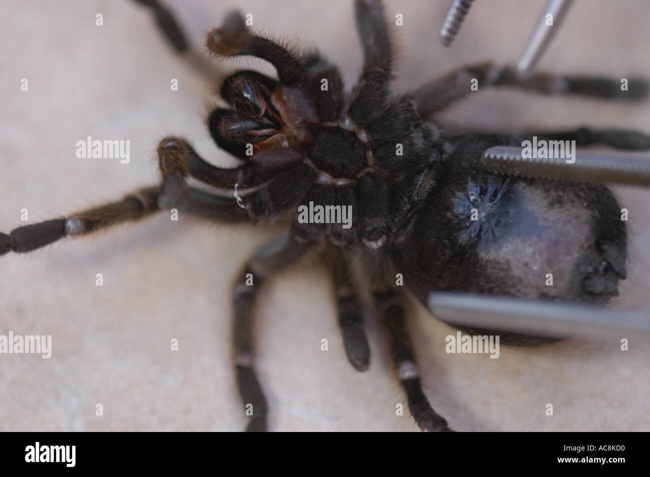 Desert Blond Tarantula Aphonopelma chalcodes Tucson Arizona United ...