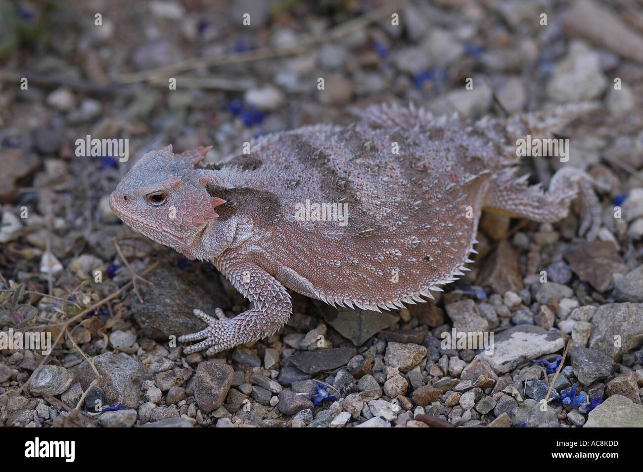 Mountain Horned Lizard Habitat