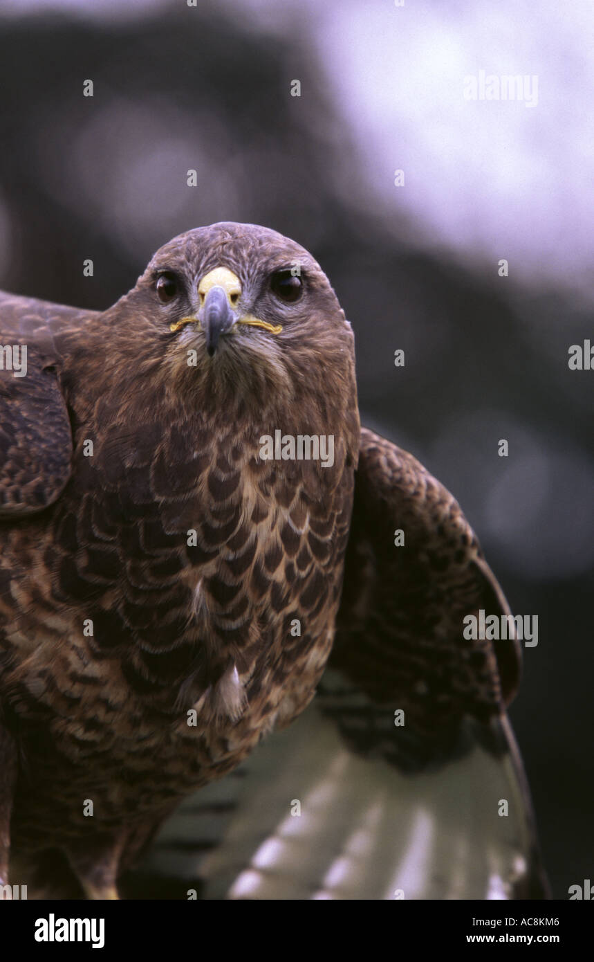 Menacing Looking Buzzard Stock Photo - Alamy