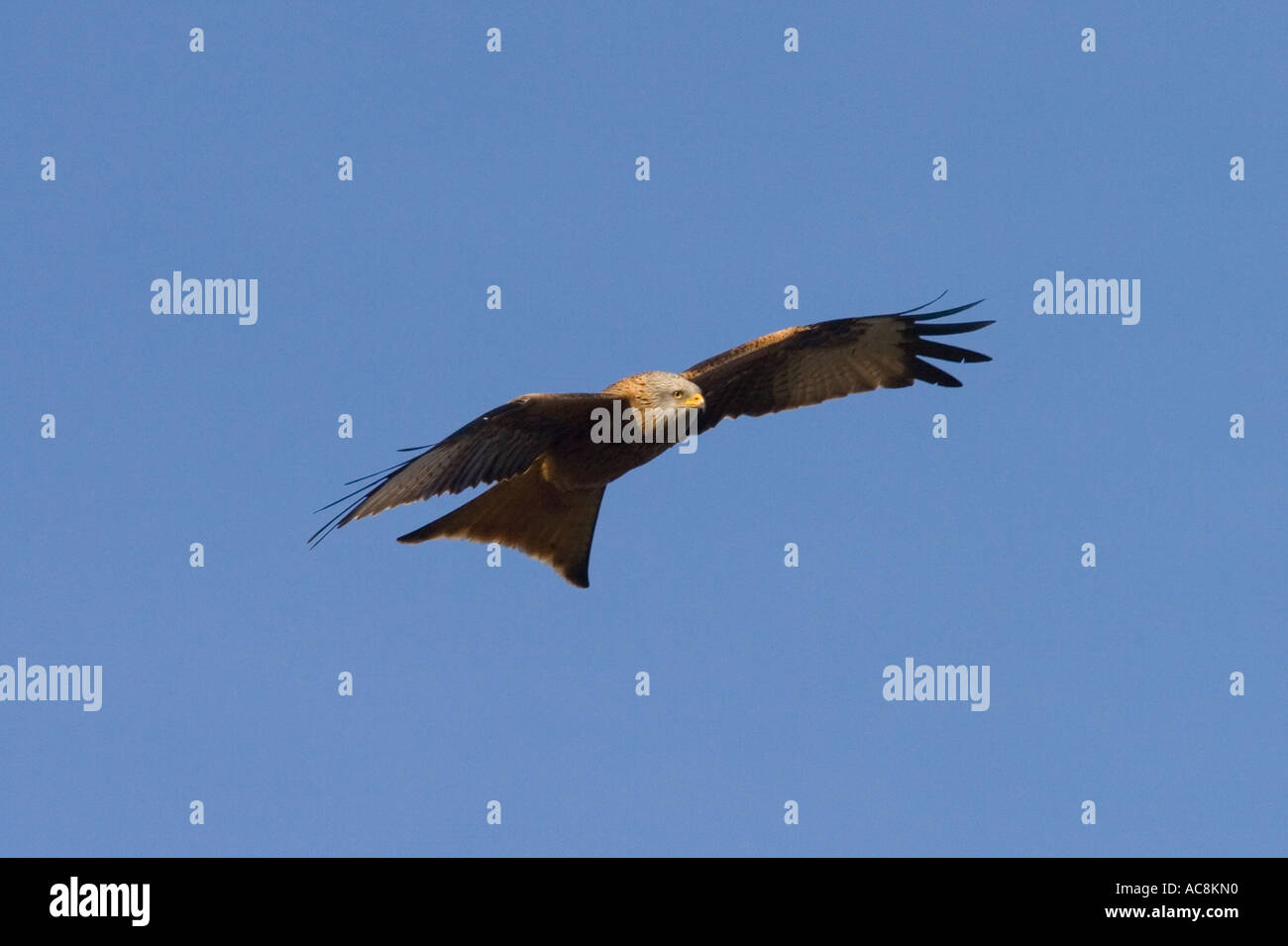 Fying bird hi-res stock photography and images - Alamy