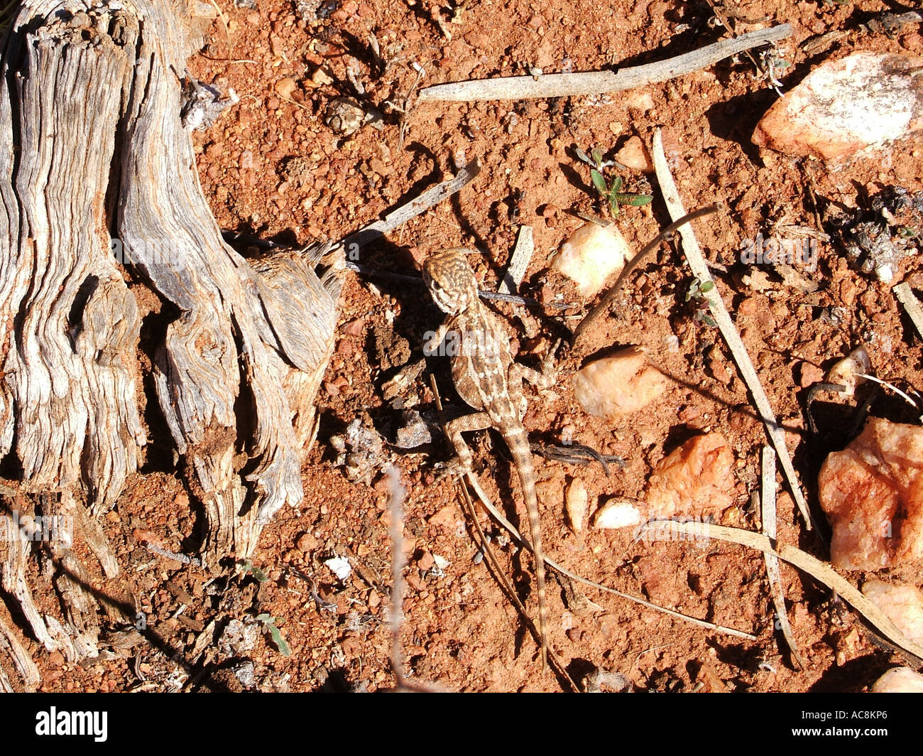 Mullewa hi-res stock photography and images - Alamy