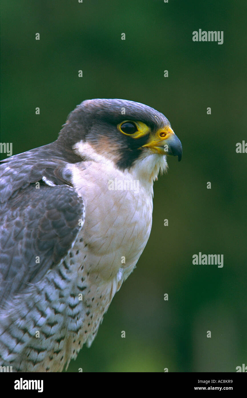 Bird leaning forward hi-res stock photography and images - Alamy