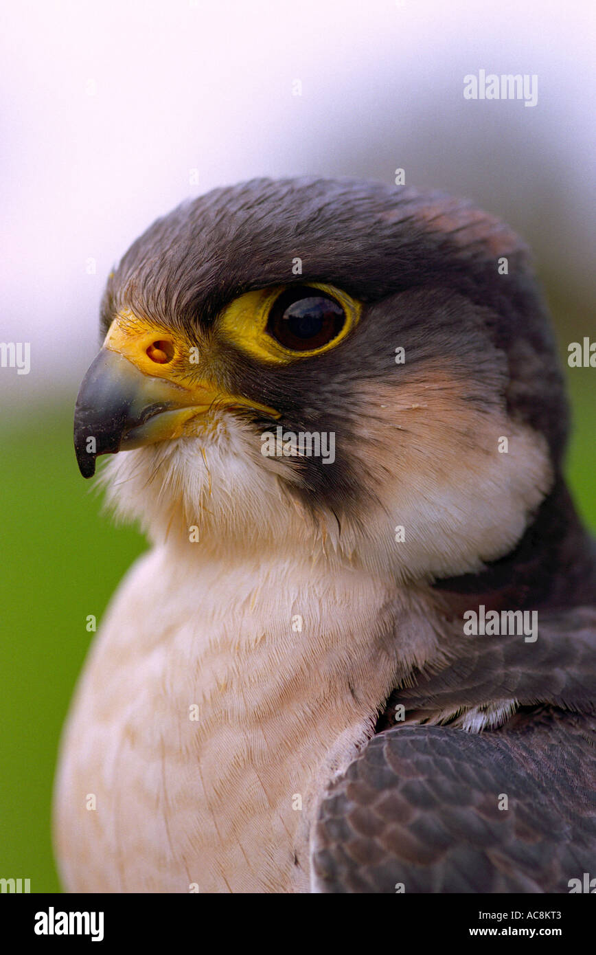 Peregrine white hi-res stock photography and images - Alamy