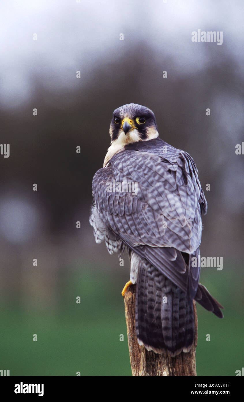 Peregrine falcon looking back over it's shoulder Stock Photo - Alamy