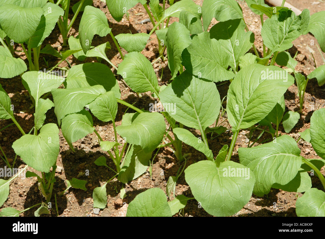 Vegetable food edible hi-res stock photography and images - Alamy