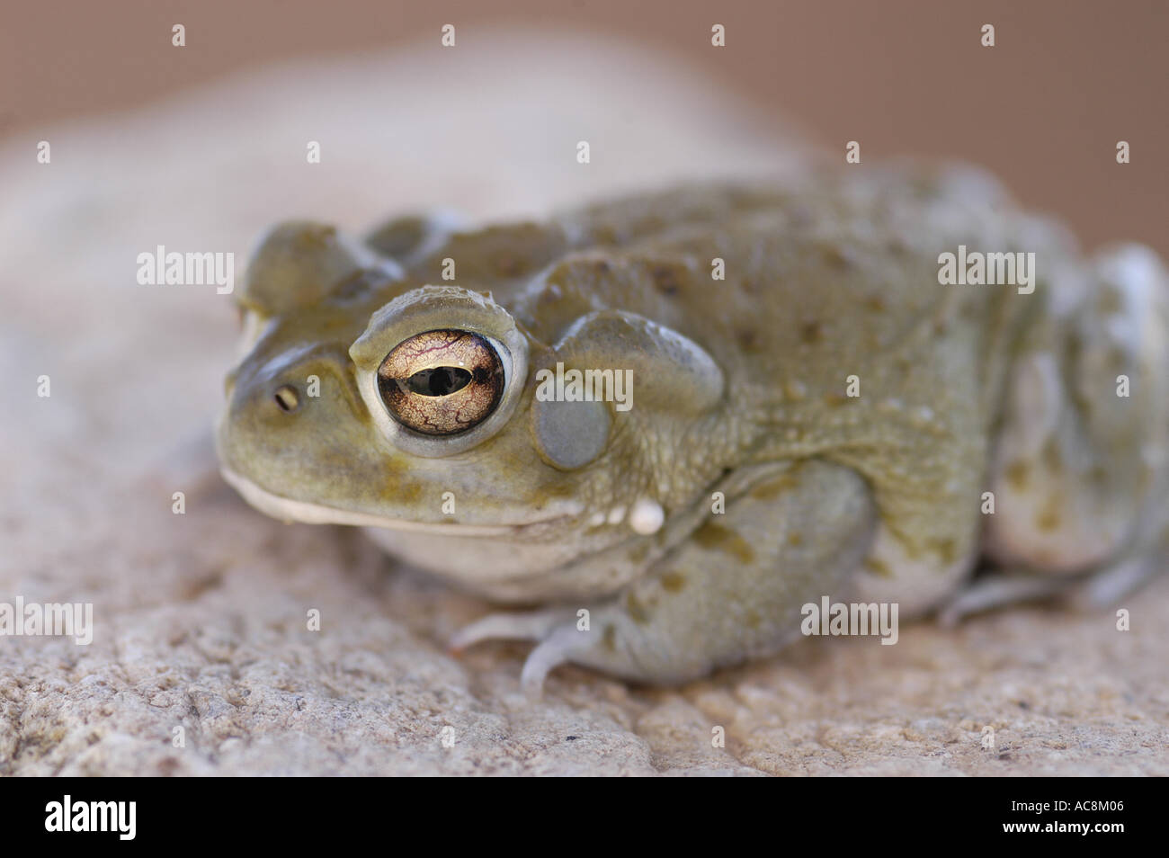 Sonoran desert Toad Bufo alvarius Sonoran Upland Desert Scrub Habitat ...