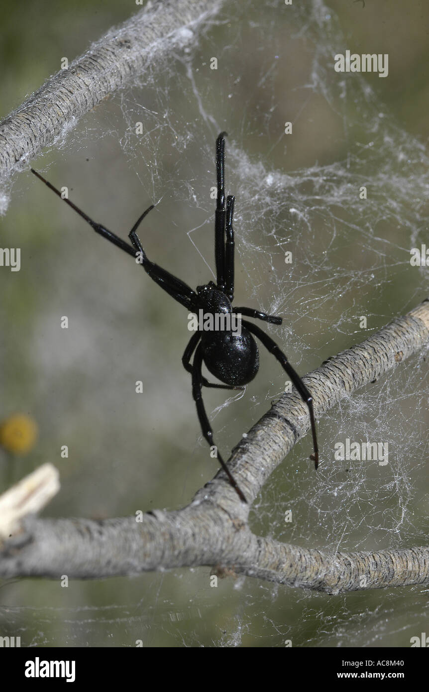 Desert Black Widow Spider