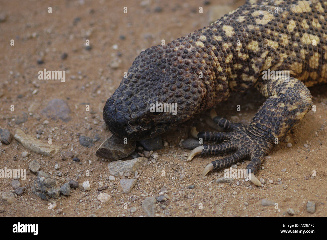 Mexican Beaded Lizard Heloderma horridum Venomous lives in tropical ...