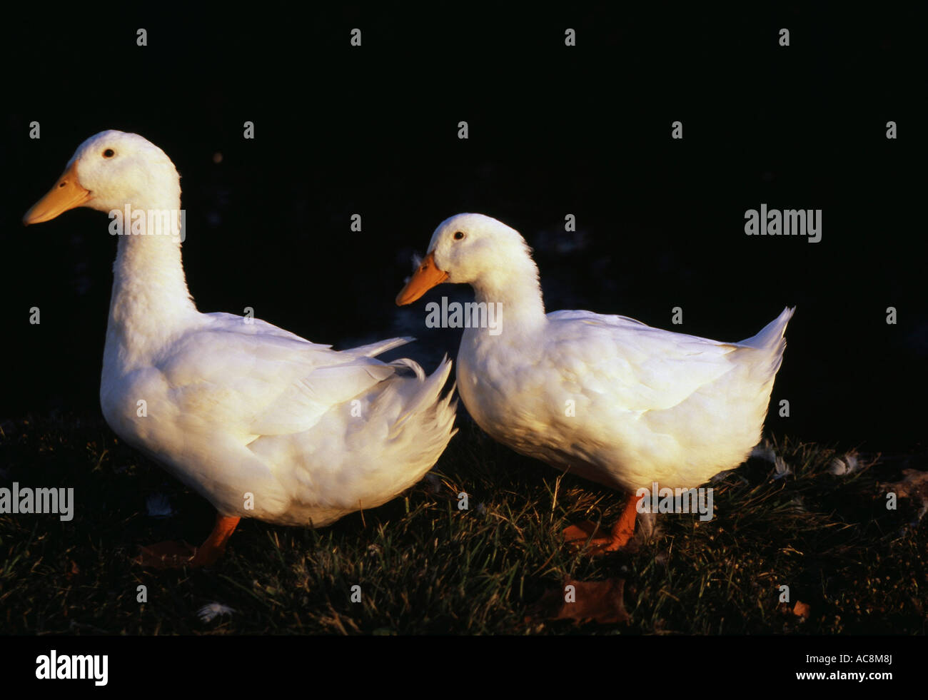 Two ducks hi-res stock photography and images - Alamy