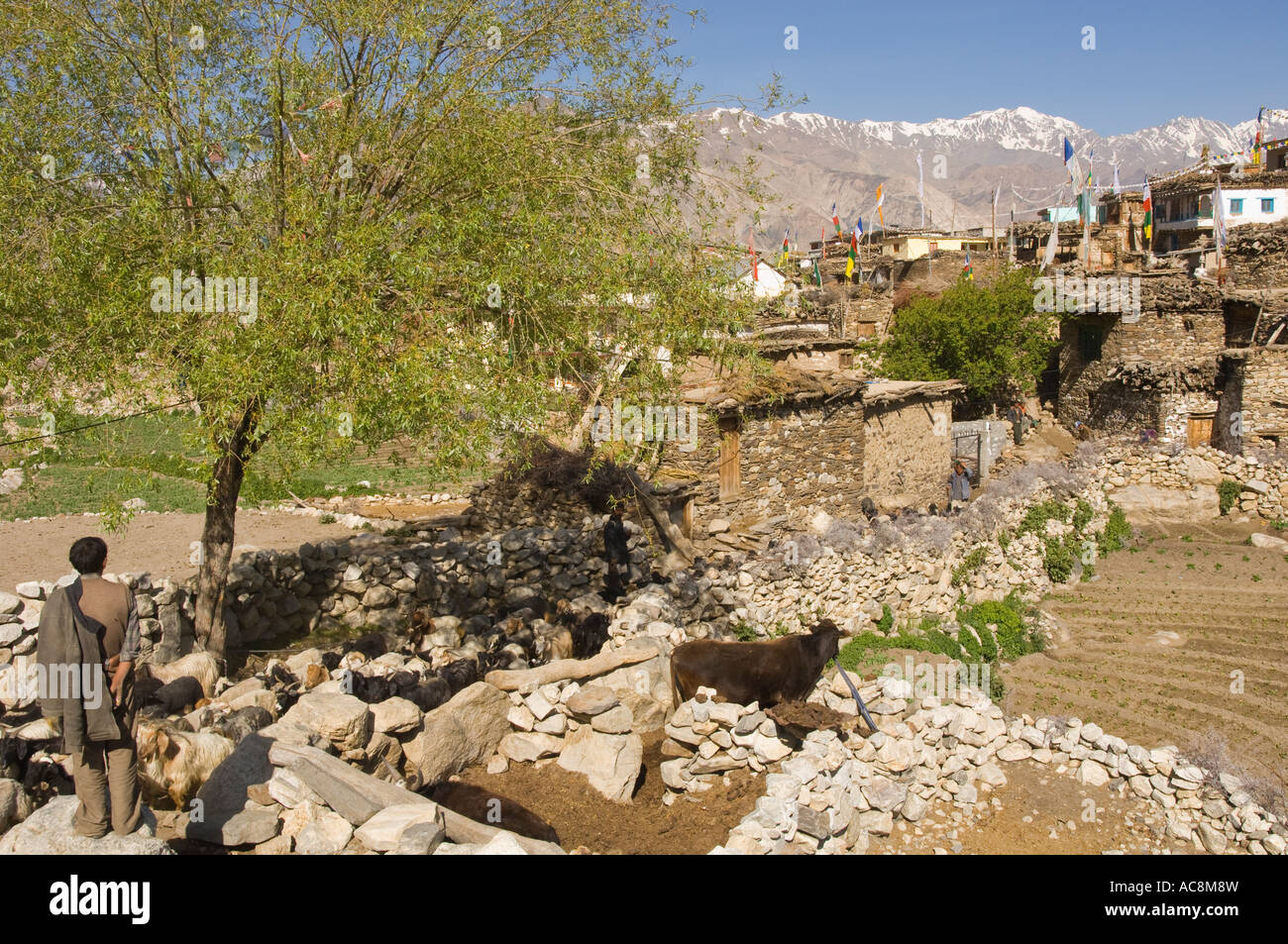 India Himachal Pradesh Spiti Nako village 2950m view of village with ...