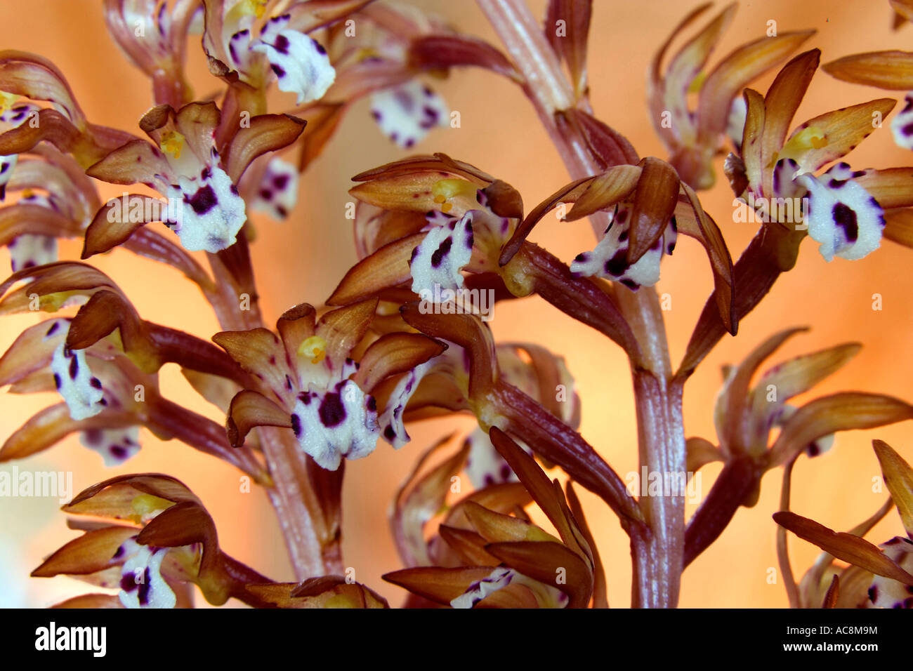 Spotted coral root hi-res stock photography and images - Alamy