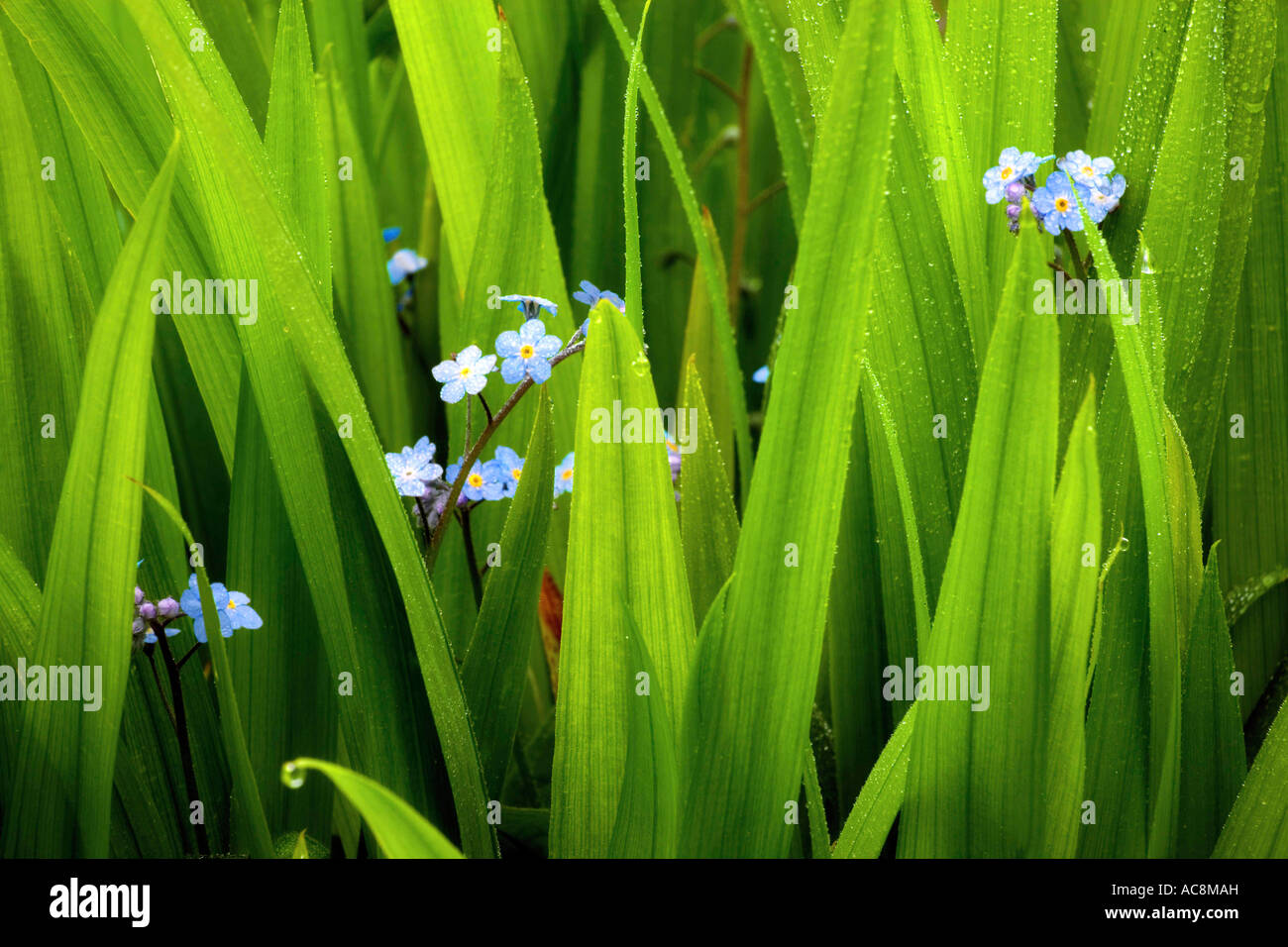 Forget-me-nots in a field Stock Photo - Alamy