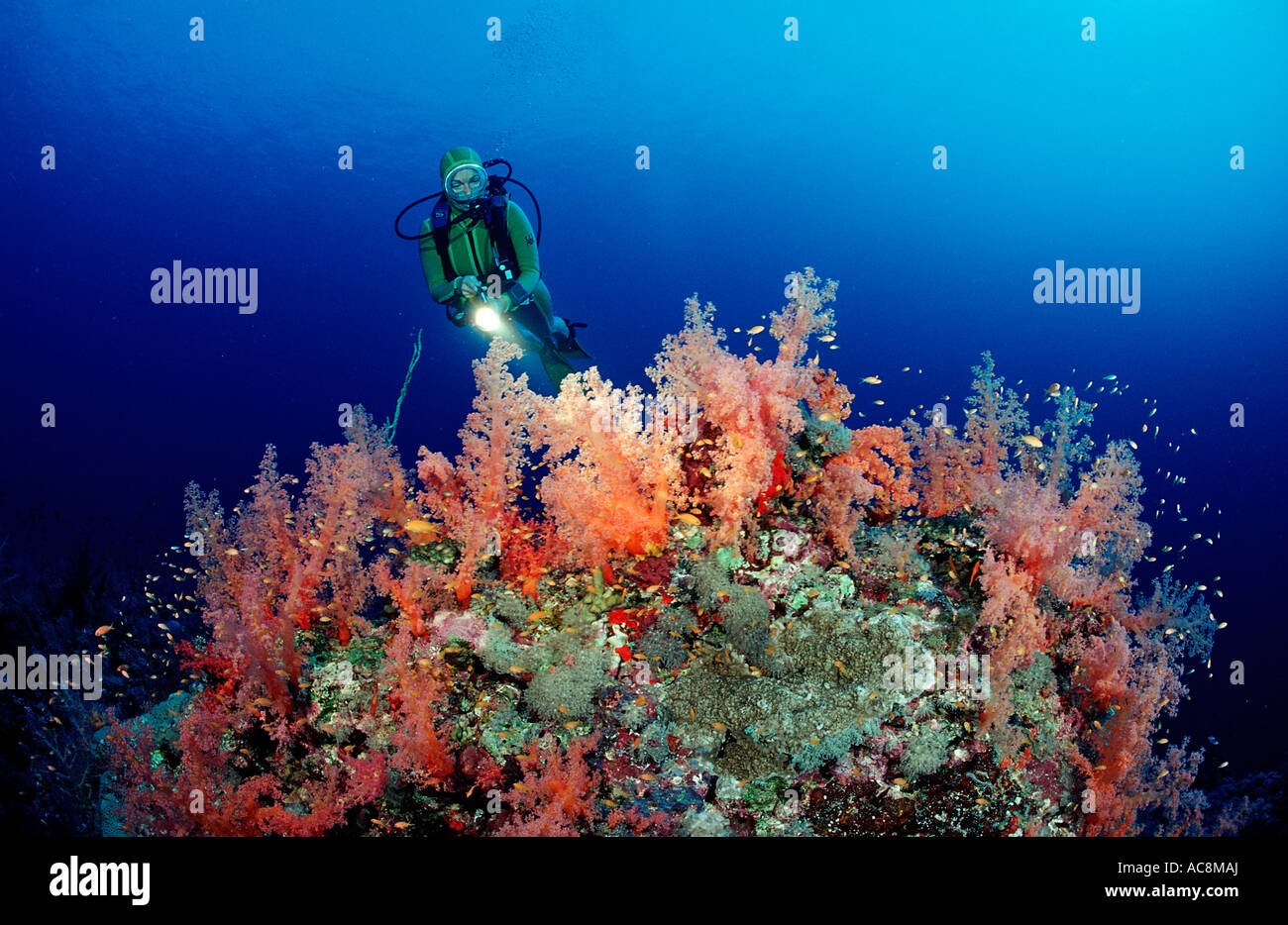 Scuba diver and Red soft corals Acropora divaricata Sudan Africa Red ...