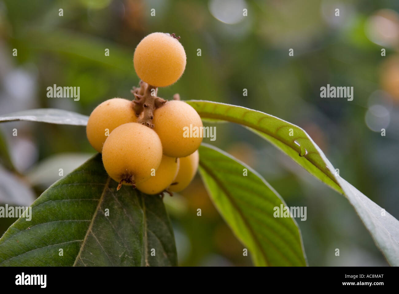 Israel loquat tree eriobotrya japonica hi-res stock photography and ...