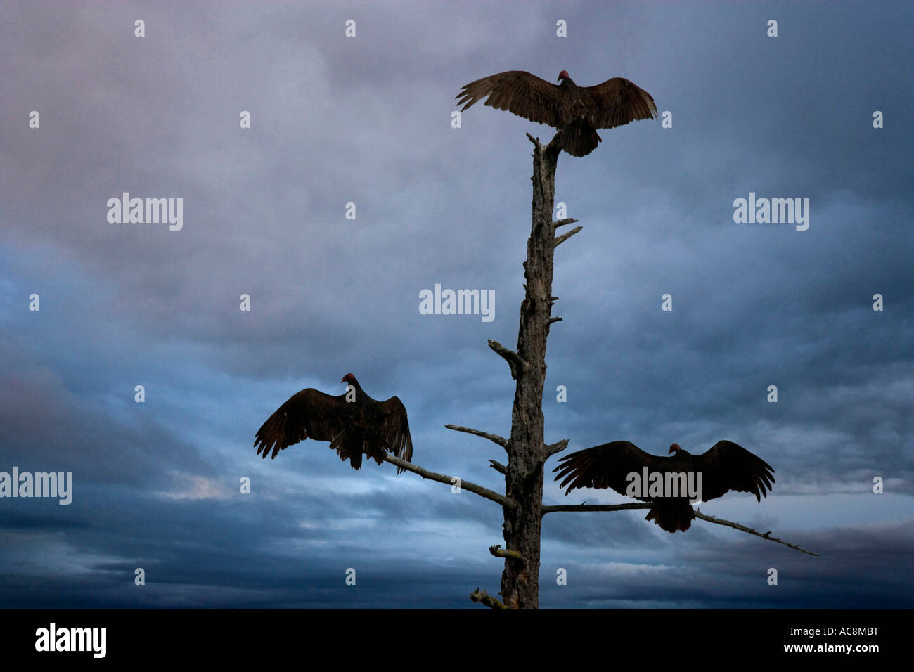 Silhouette of three vultures perching on a tree Stock Photo - Alamy