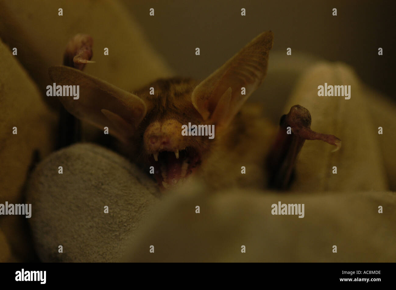 Pallid bat Antrozous pallidus Arizona United States KIKE CALVO V W ...