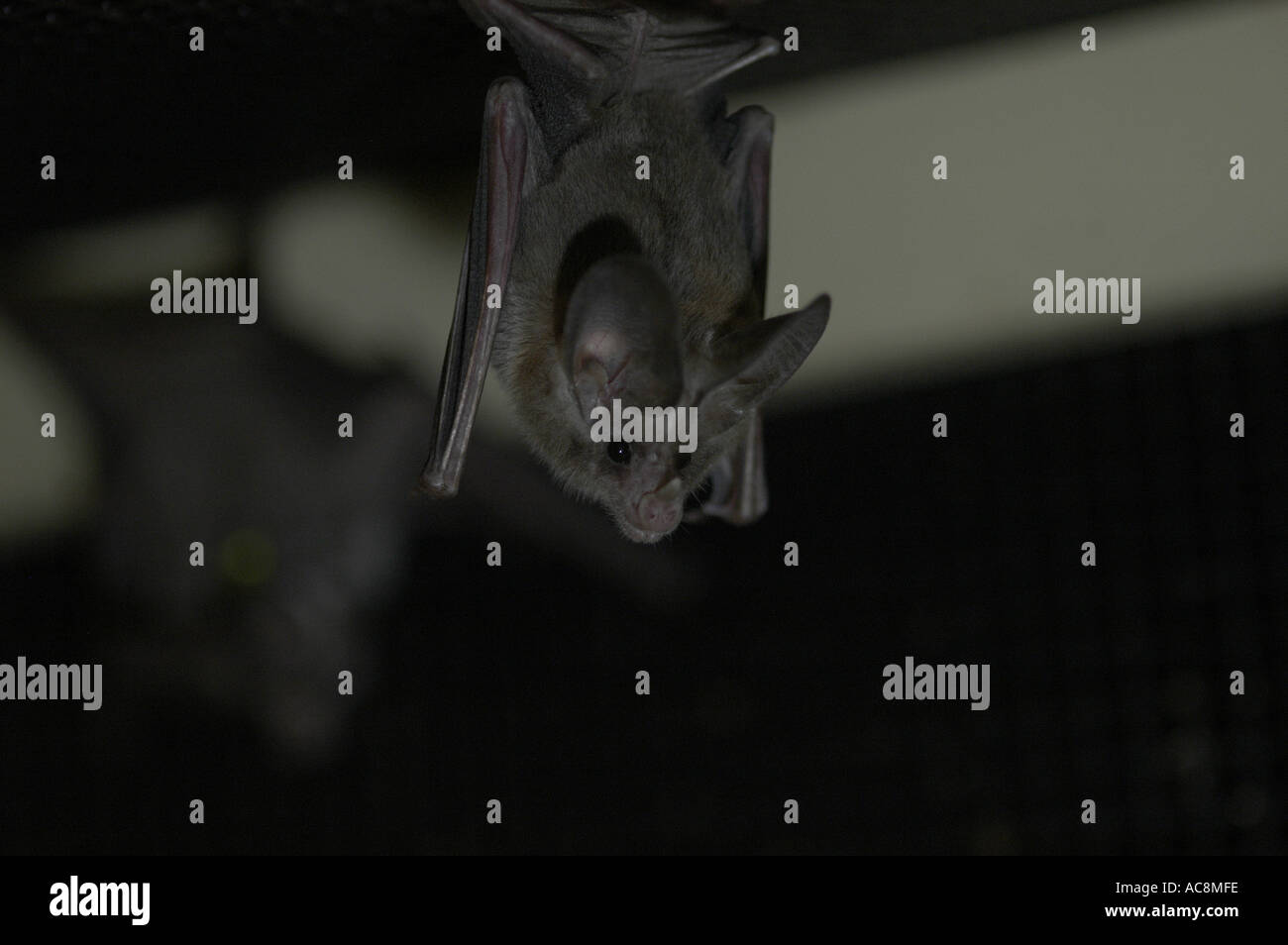 California leaf nosed bat Macrotus californicus Arizona United States ...