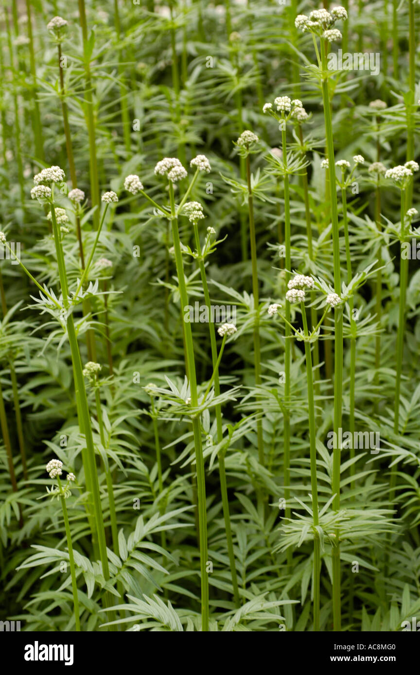 Family valerian plants valerianaceae hi-res stock photography and ...