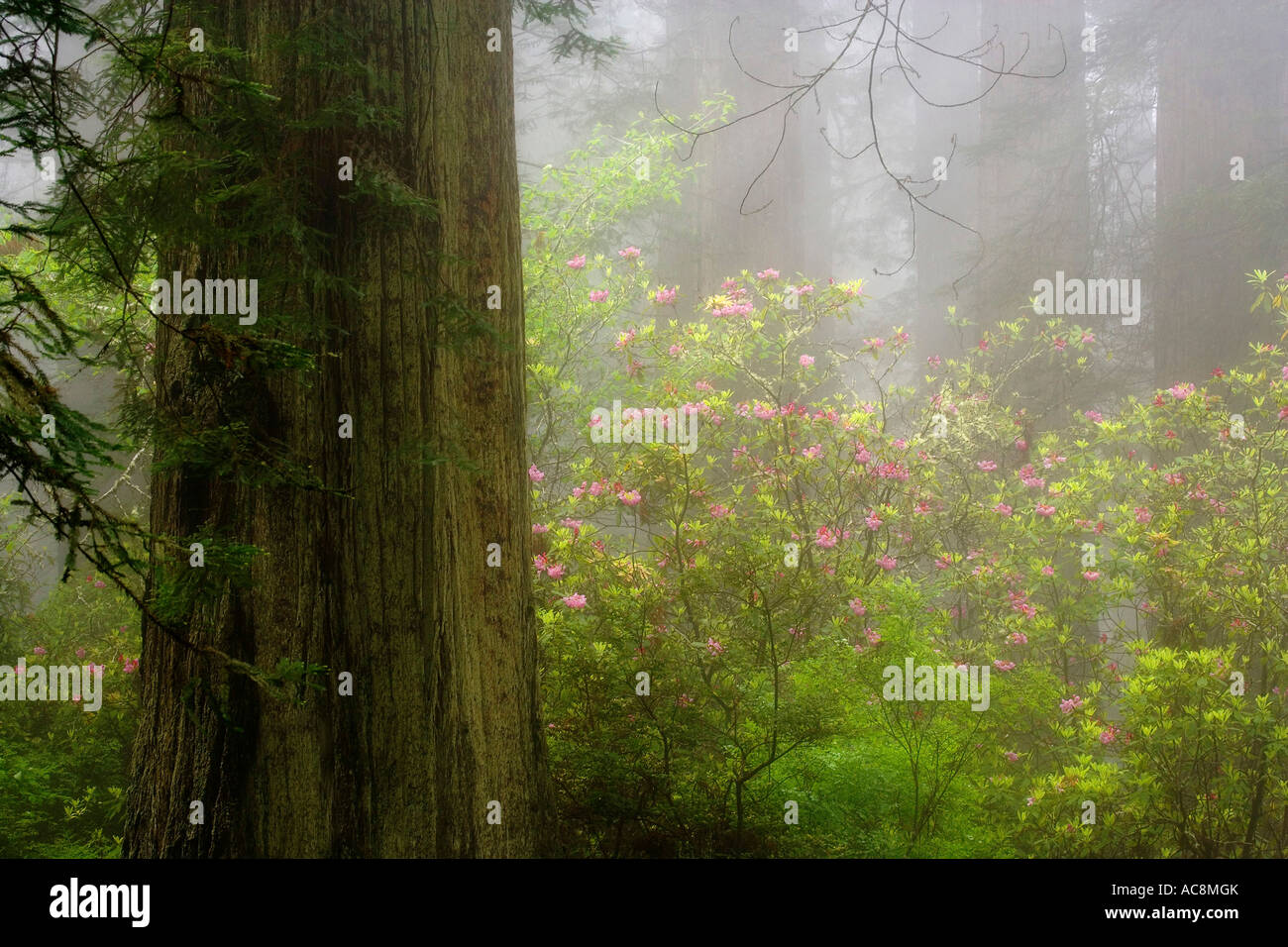 Trees in a forest Stock Photo - Alamy