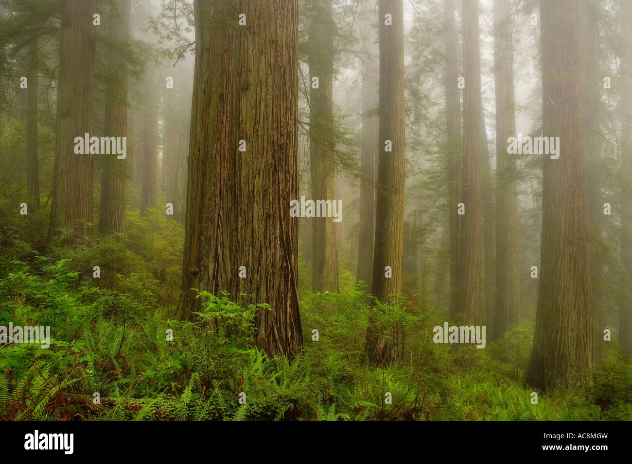 Trees in a forest Stock Photo - Alamy