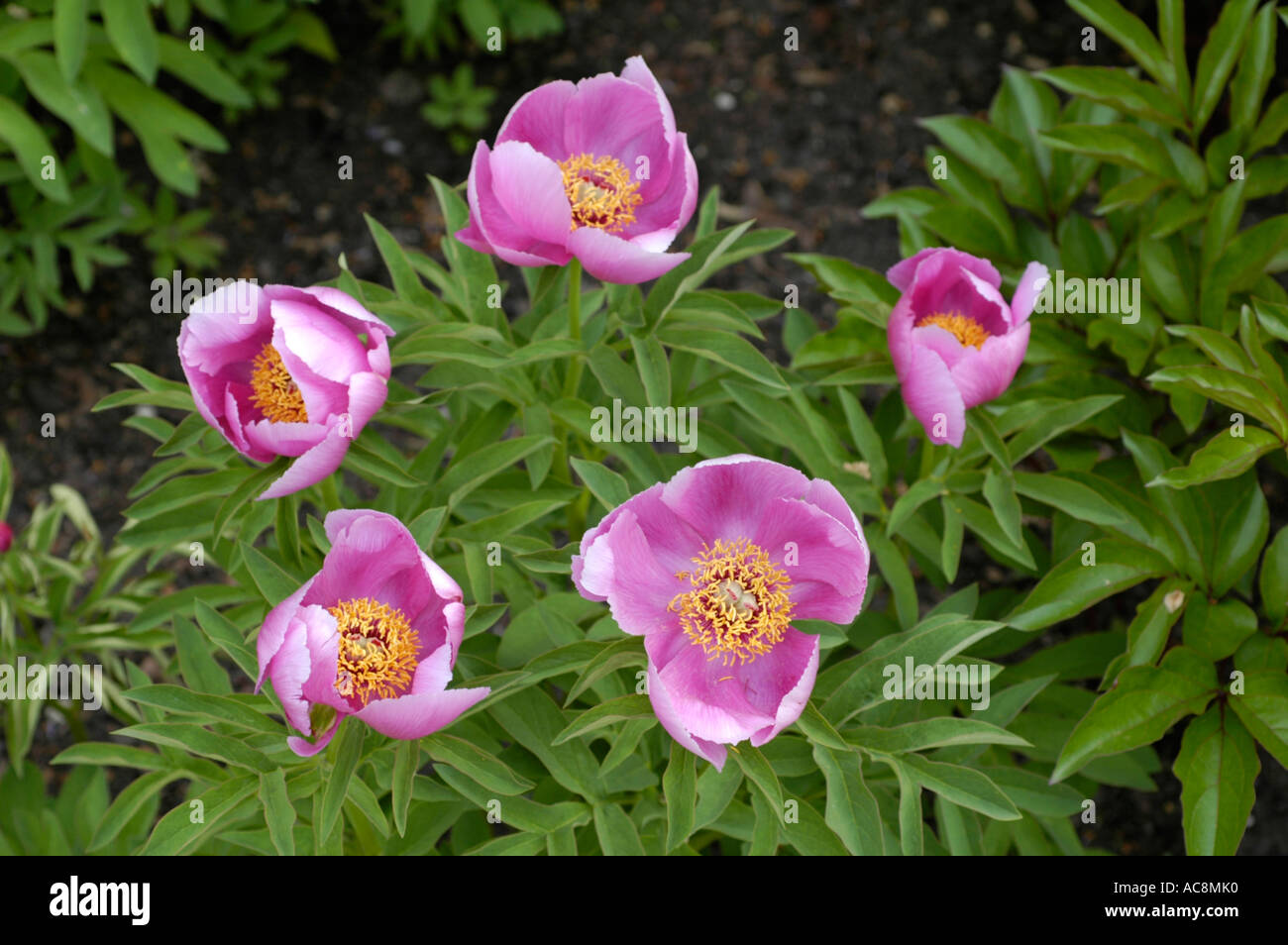 Chinese paeonia Paeoniaceae Paeonia lactiflora China Stock Photo - Alamy