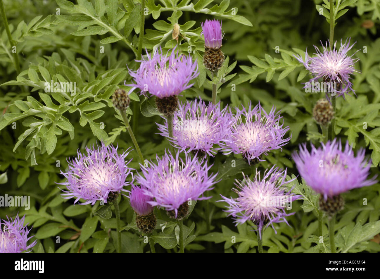 Pink bachelor s button flowers Compositae Centaurea pulcherrima Willd ...