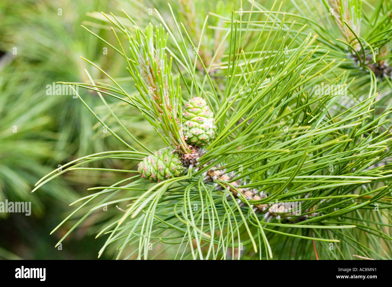 Chinese Red pine Pinaceae Pinus tabuliformis China Korea Asia Stock ...