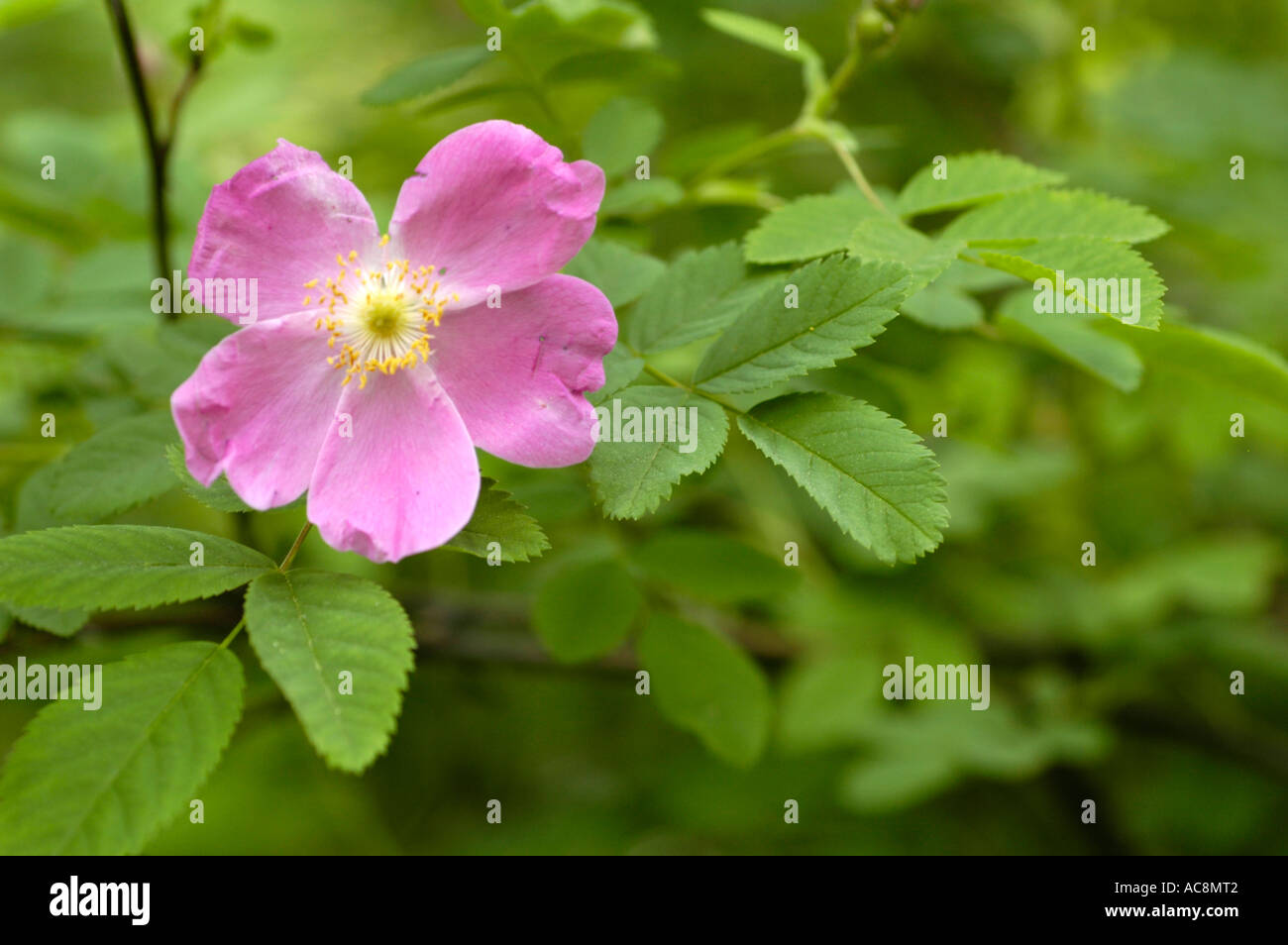 Pink flower of Himalayan Musk Rose Rosaceae Rosa brunonii Lindl ...