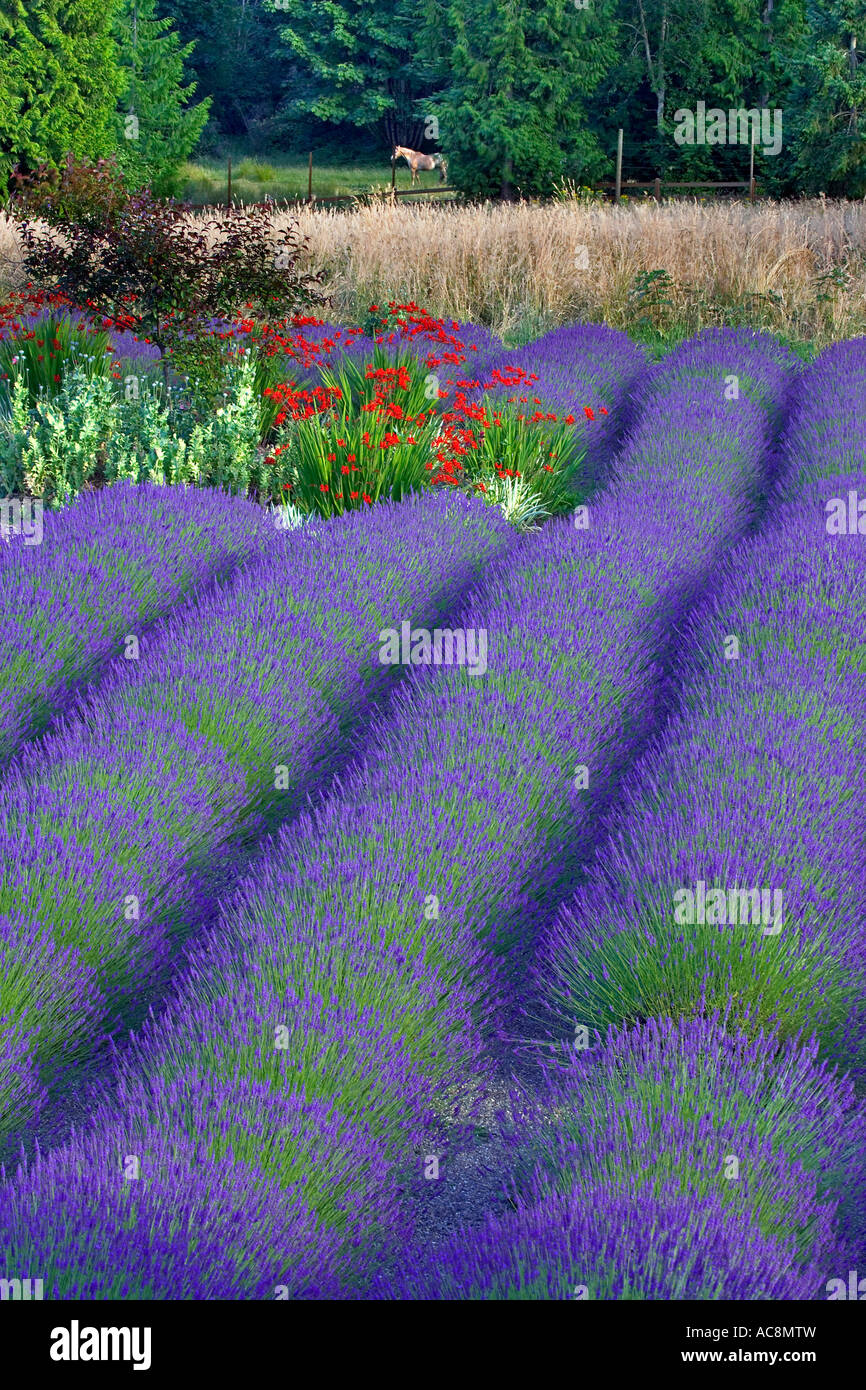 Lavender in a field Stock Photo - Alamy