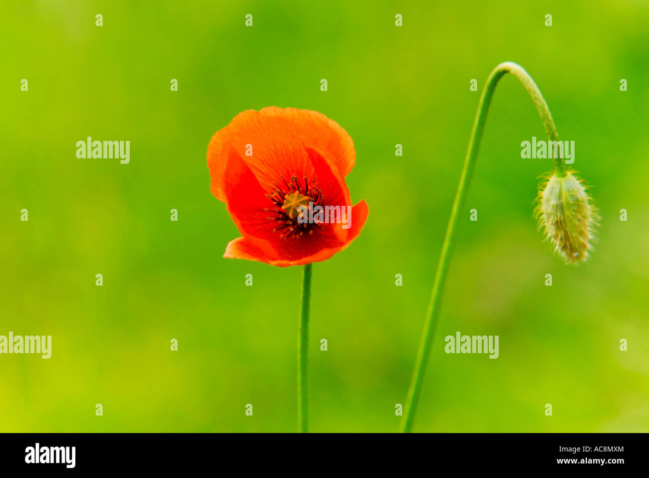 A Single Poppy and stem Stock Photo - Alamy
