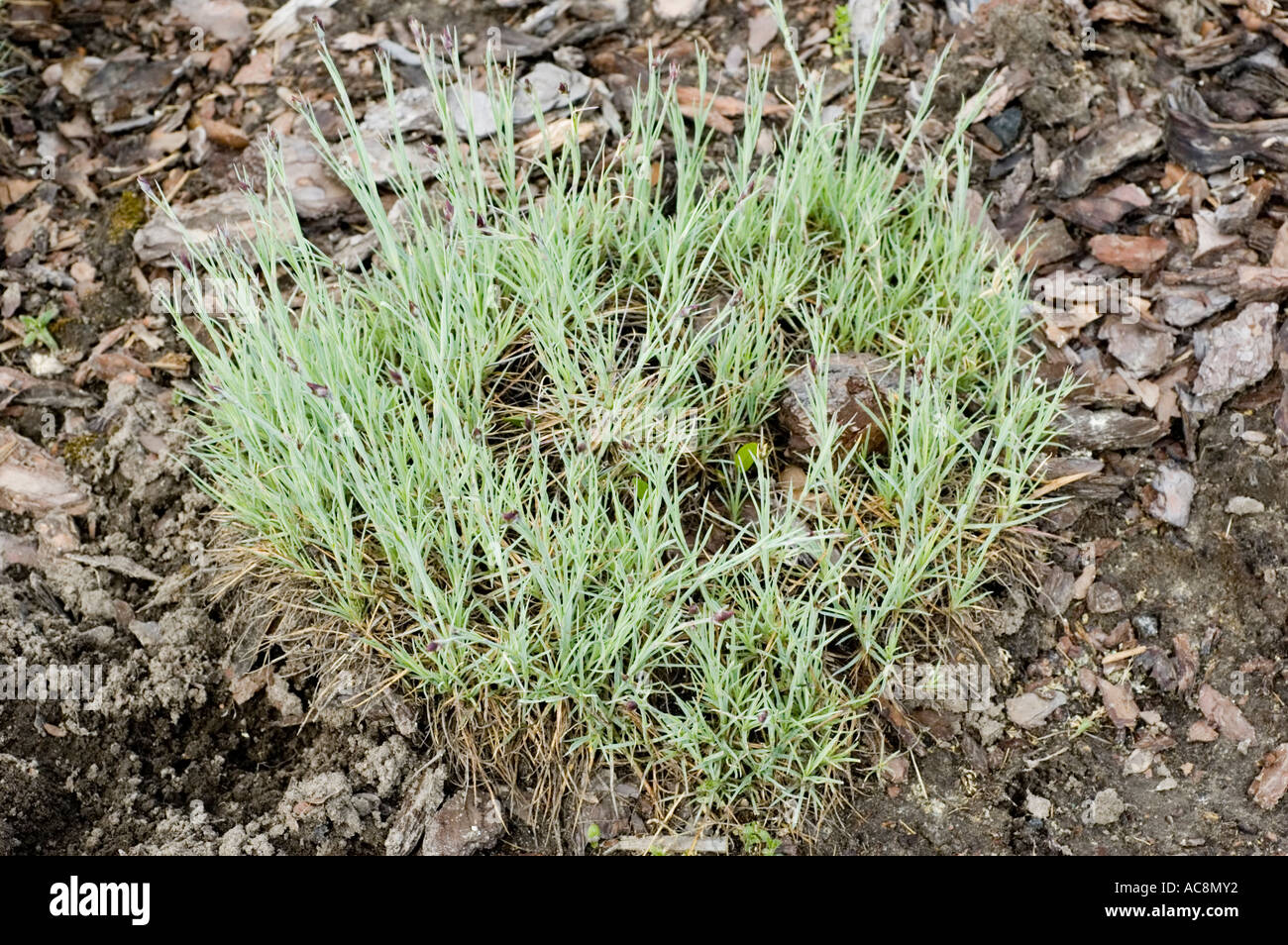 Caryophyllaceae dianthus hi-res stock photography and images - Alamy