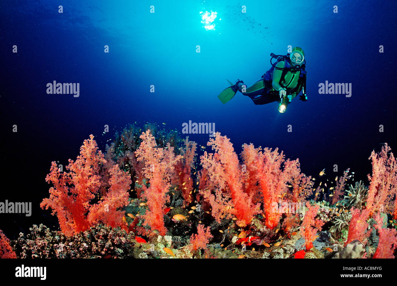 Scuba diver and Red soft corals Acropora divaricata Sudan Africa Red ...