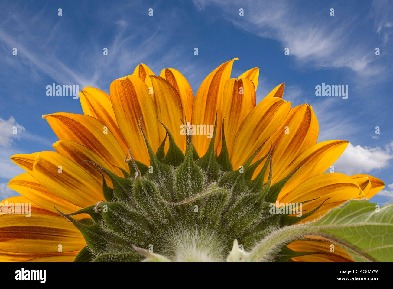 Close-up of a sunflower (Helianthus annuus Stock Photo - Alamy