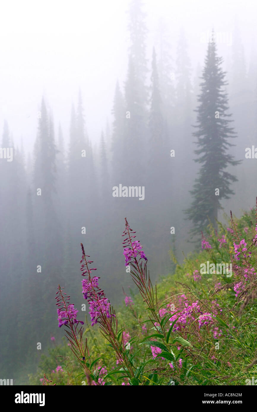 Trees covered with fog in a forest Stock Photo - Alamy