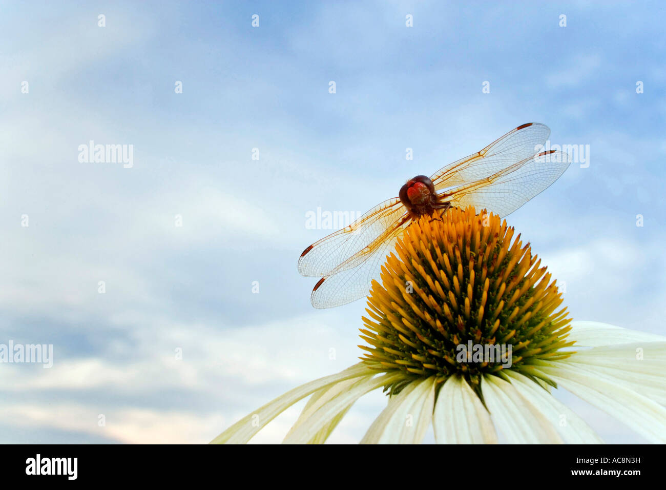 Close-up of a Red Dragonfly pollinating a coneflower (Echinacea ...