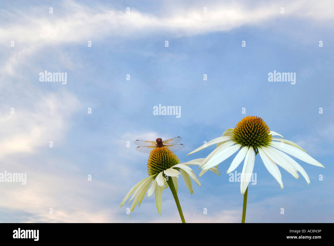 Red Dragonfly pollinating a coneflower (Echinacea purpurea Stock Photo ...