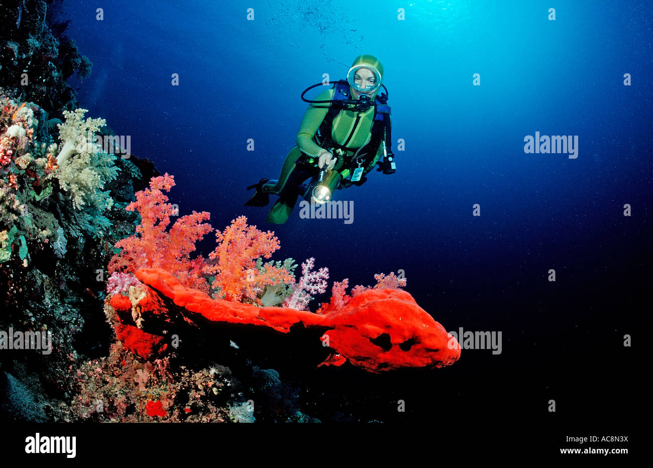 Scuba diver and Red soft corals Acropora divaricata Sudan Africa Red ...