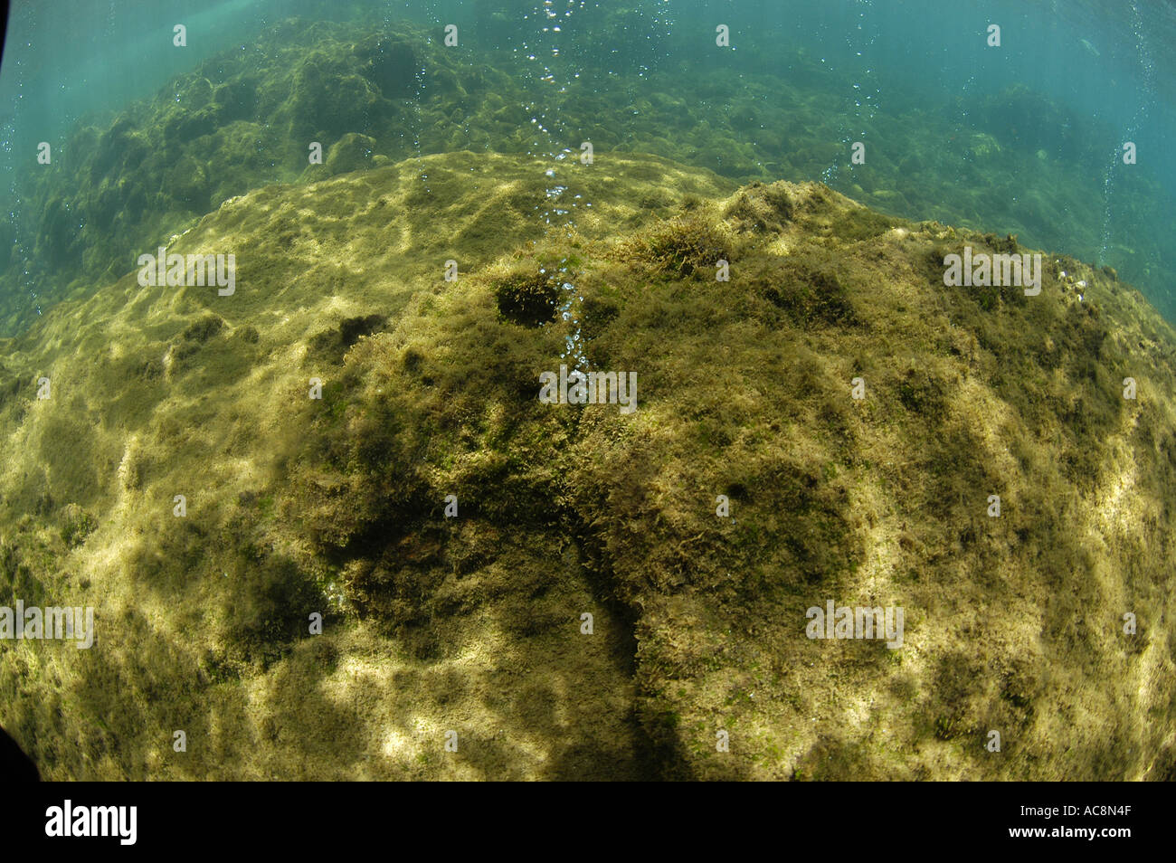 Bubbles are created by an underwater sulphur vent being the bay a ...