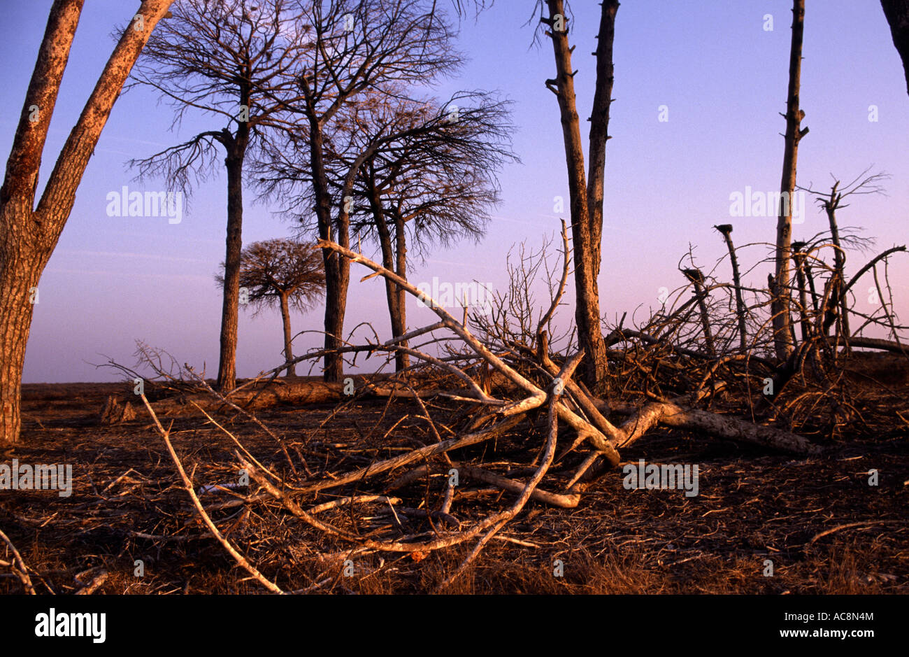 Dead pine trees, Pinus pinea. Alentejo, South of Portugal Stock Photo ...